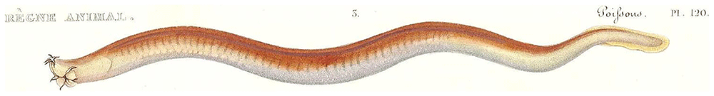 The genome sequence of the Hagfish, Myxine... | Wellcome Open Research