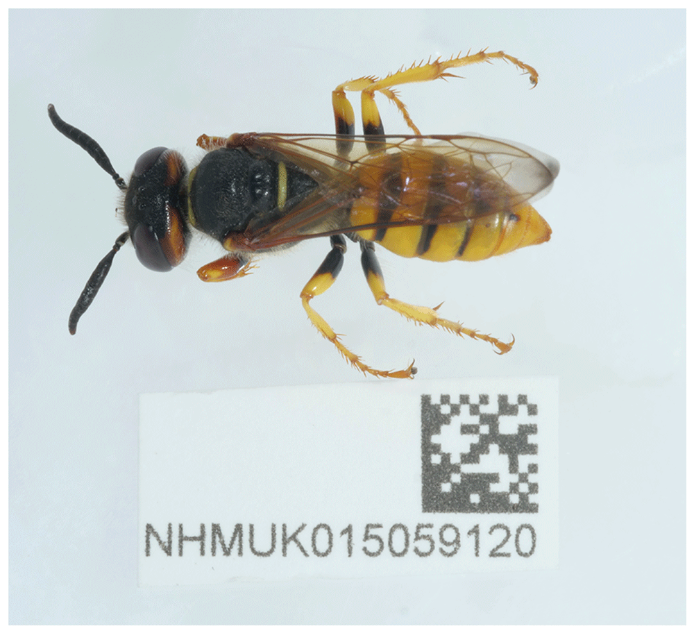 The genome sequence of the Bee Wolf,... | Wellcome Open Research