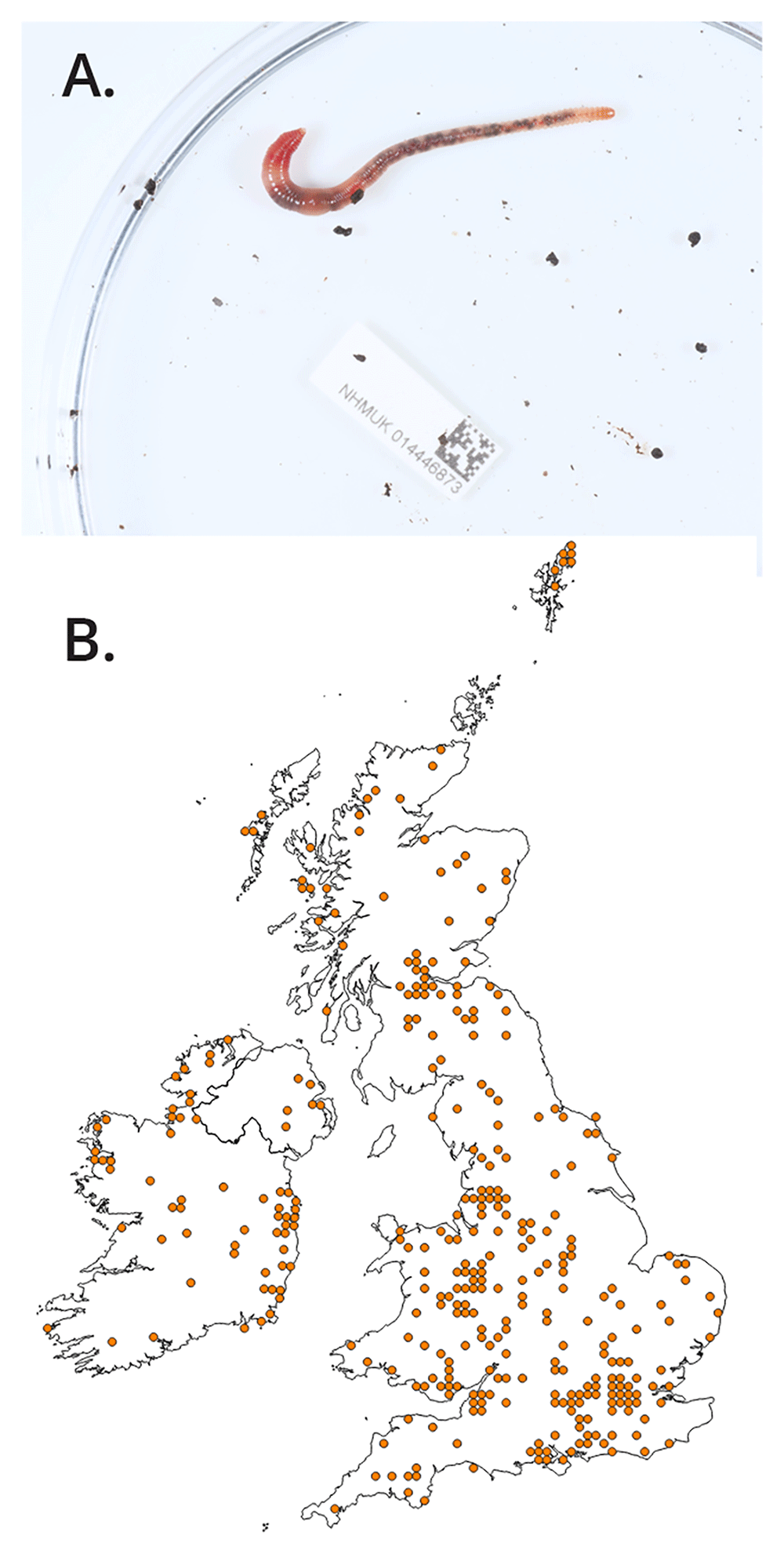 The genome sequence of the Cockspur... | Wellcome Open Research