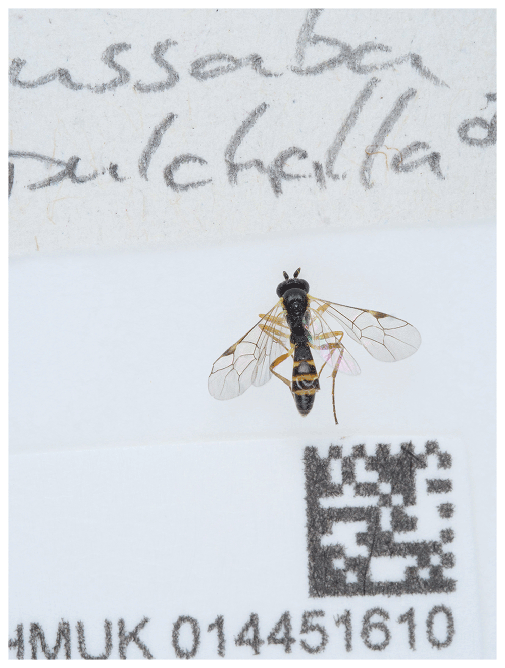 The genome sequence of the ichneumonid... | Wellcome Open Research