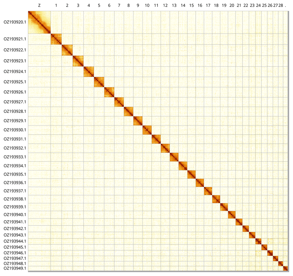 The genome sequence of the Grey Tortrix... | Wellcome Open Research
