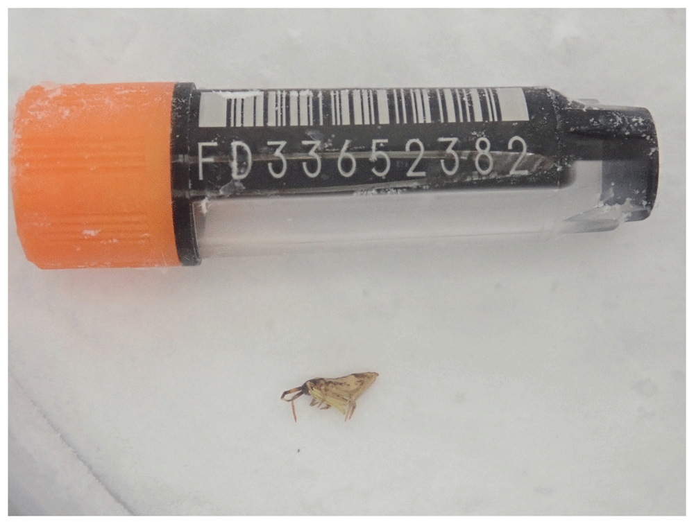 The genome sequence of a springtail,... | Wellcome Open Research