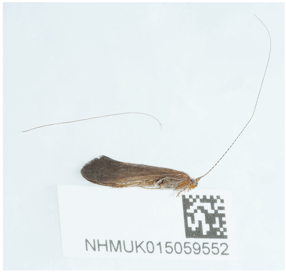 The genome sequence of a cased... | Wellcome Open Research