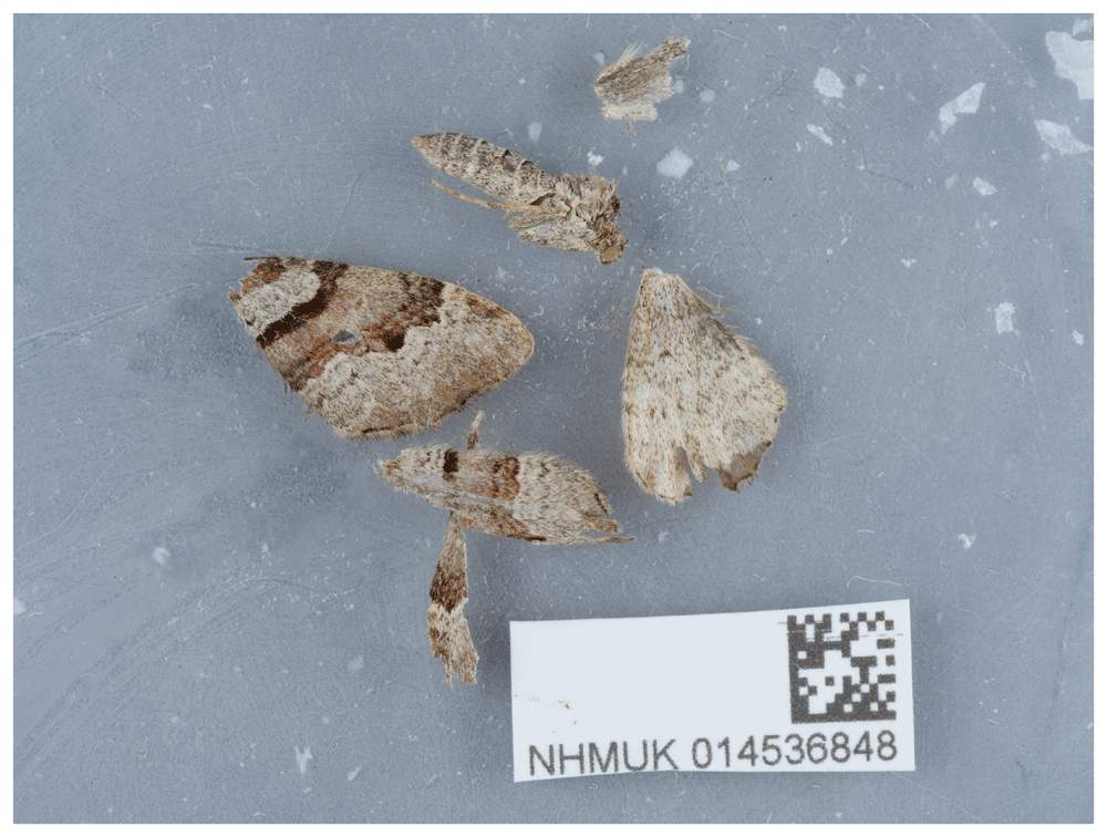 The genome sequence of the Flame Carpet... | Wellcome Open Research