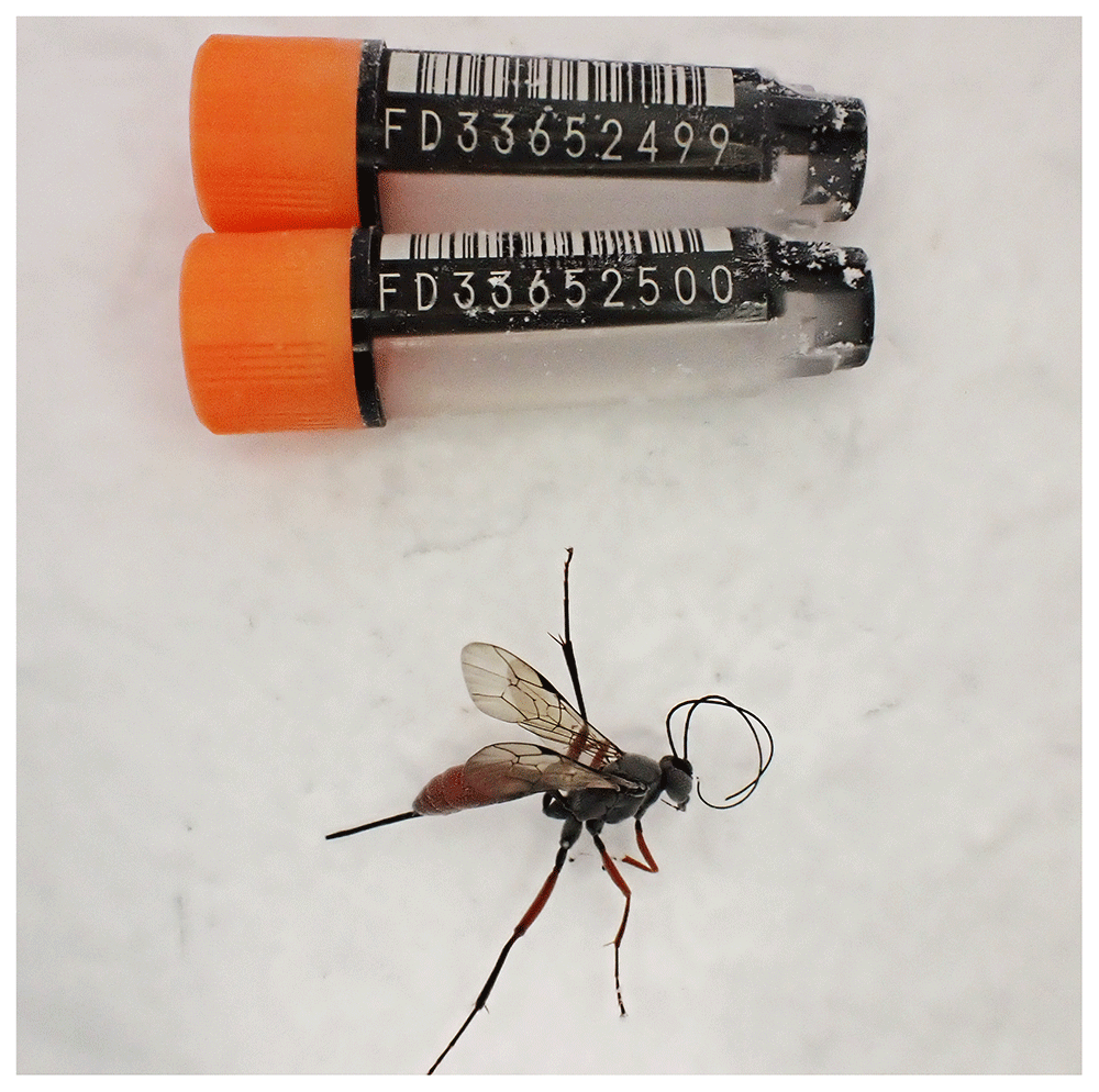 The genome sequence of an ichneumonid... | Wellcome Open Research