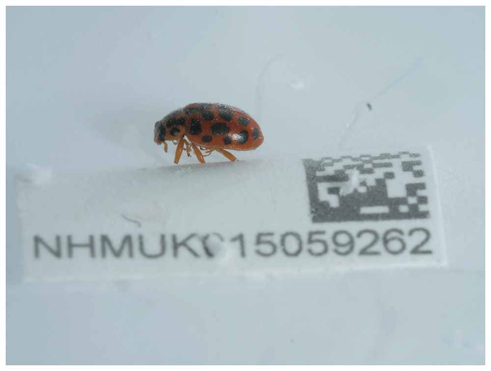 The genome sequence of the water ladybird,... | Wellcome Open Research