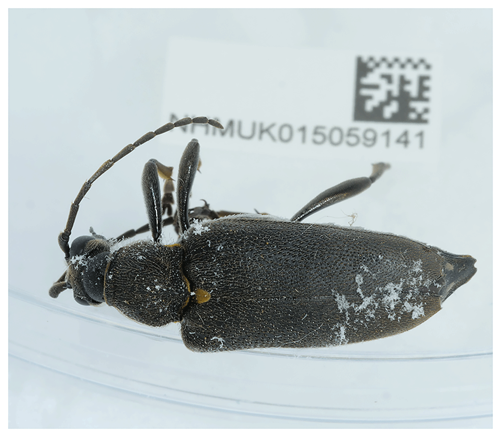 The genome sequence of a longhorn... | Wellcome Open Research