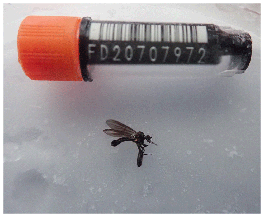 The genome sequence of the hybotid fly,... | Wellcome Open Research