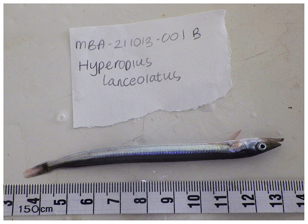 The genome sequence of the Greater... | Wellcome Open Research