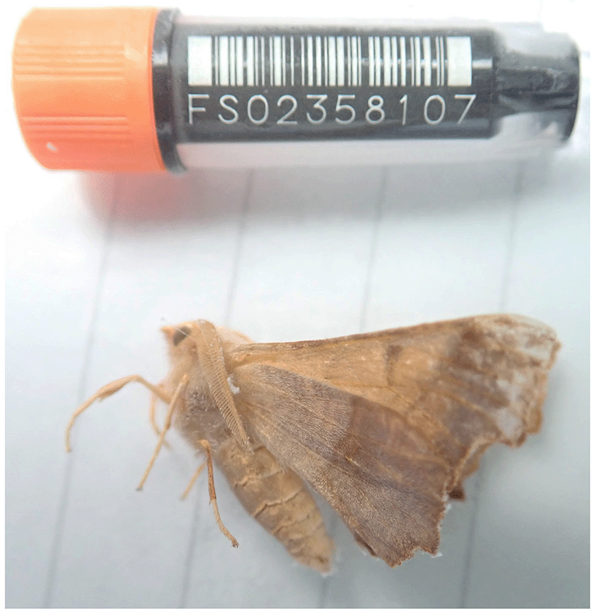 The genome sequence of the Dusky Thorn... | Wellcome Open Research