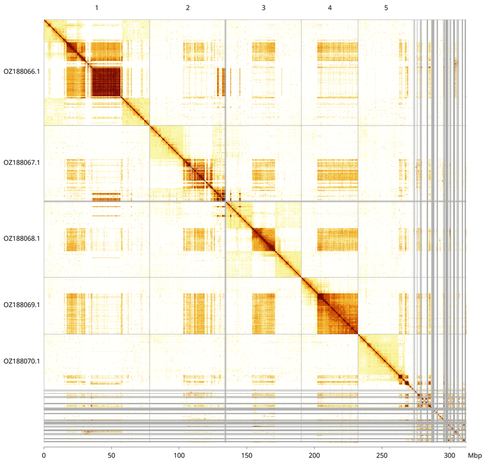 The genome sequence of the Square-spot... | Wellcome Open Research