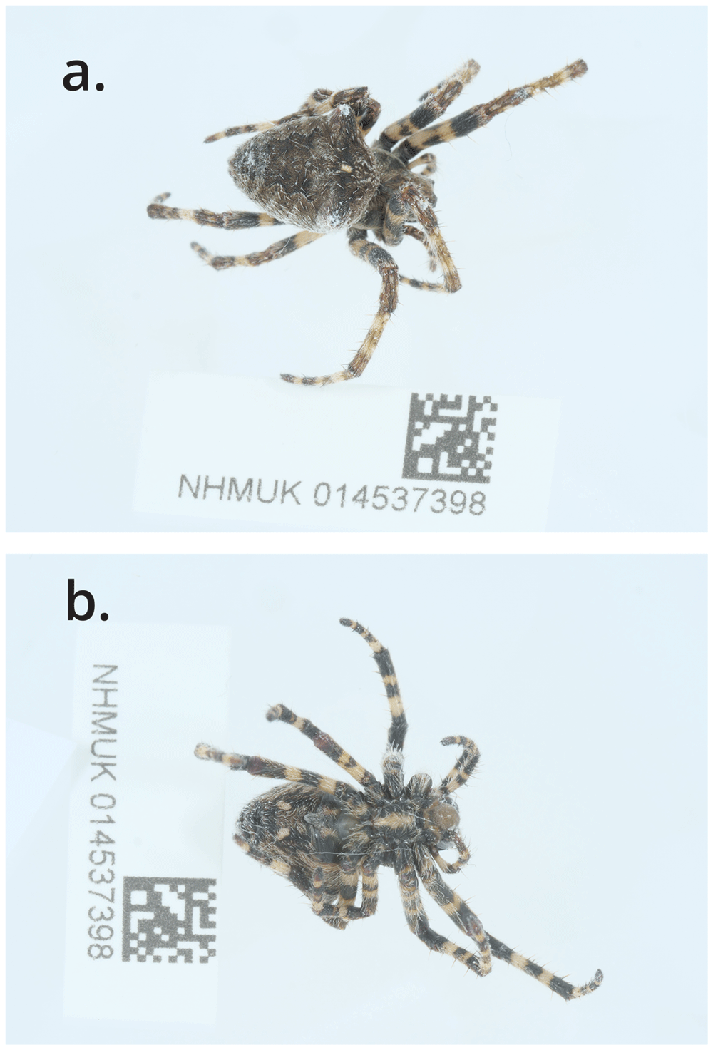 The genome sequence of an orb-weaver... | Wellcome Open Research