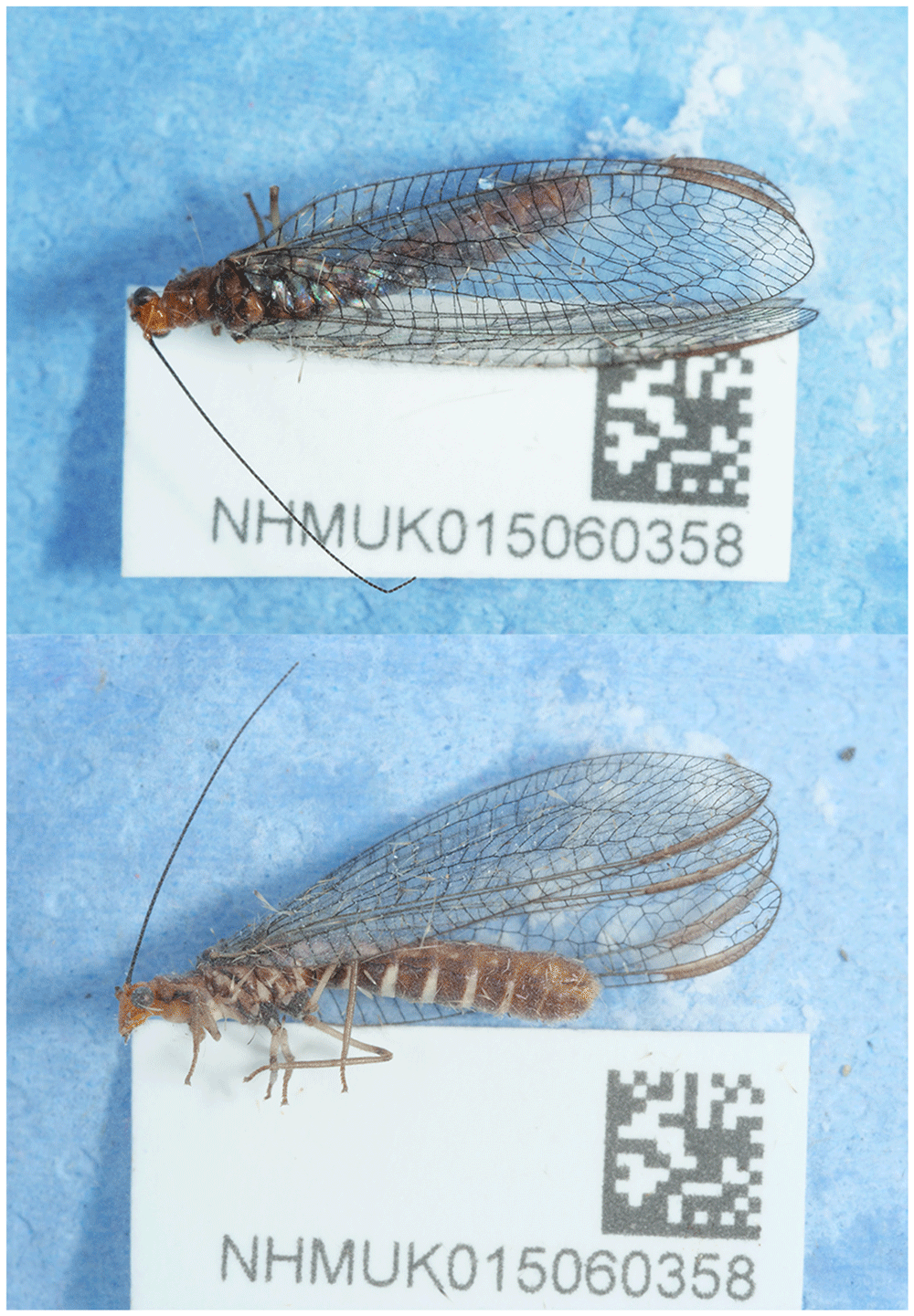 The genome sequence of a black lacewing,... | Wellcome Open Research