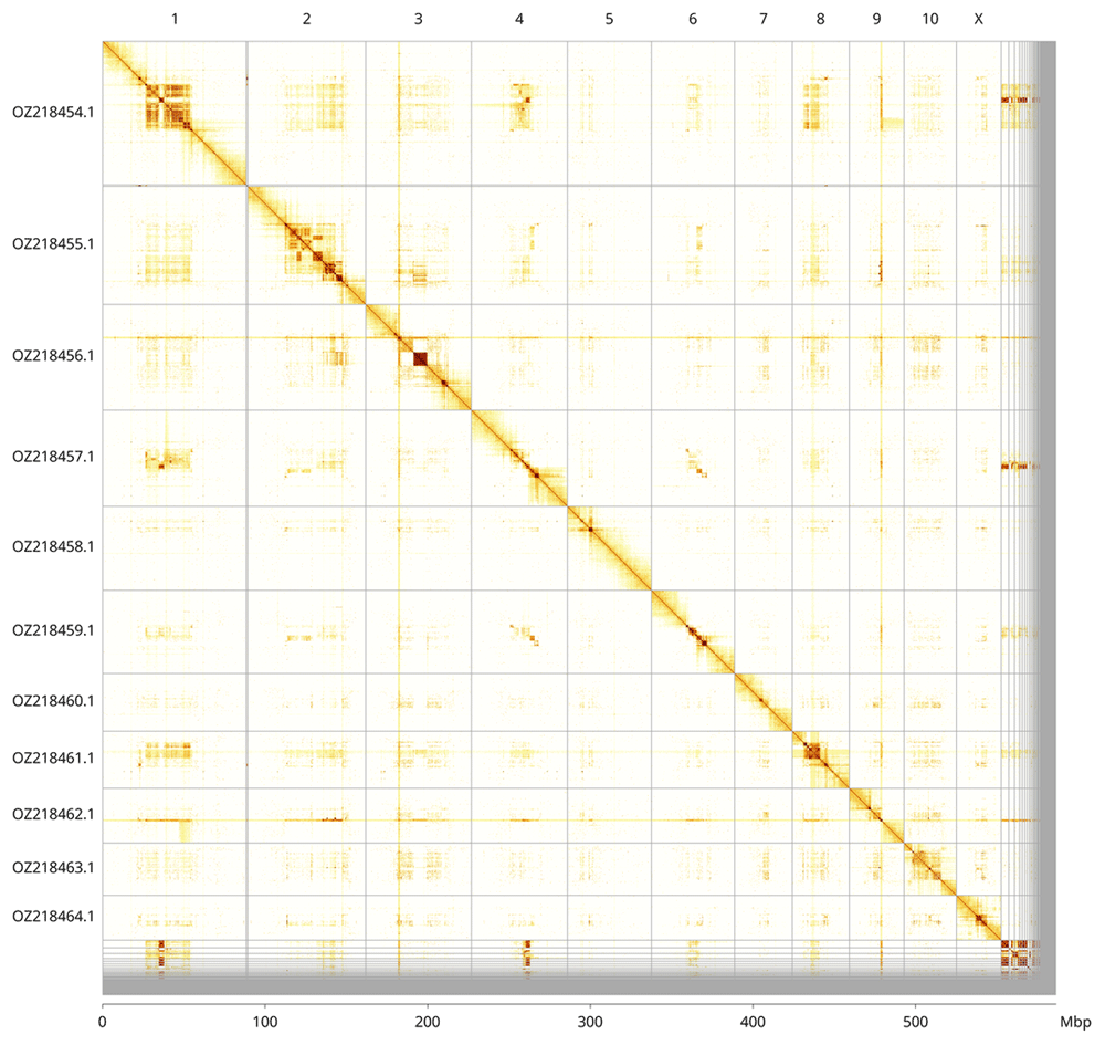 The genome sequence of a flat bark beetle,... | Wellcome Open Research
