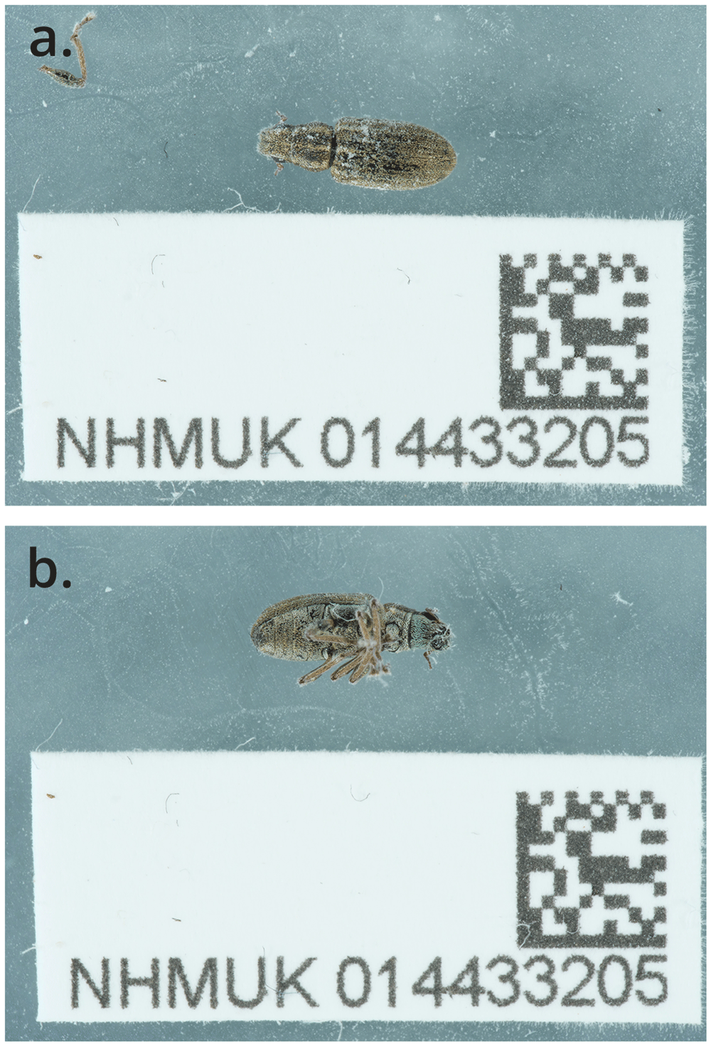 The genome sequence of a weevil, Sitona... | Wellcome Open Research