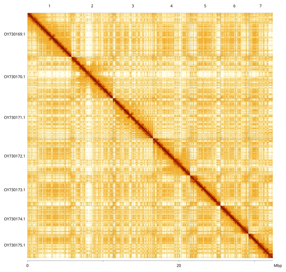 The chromosomal genome sequence of the... | Wellcome Open Research