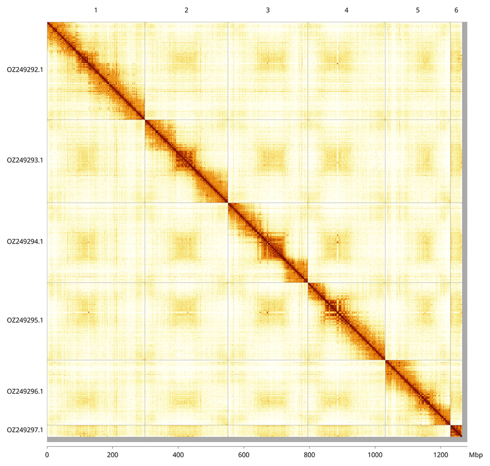 The genome sequence of the snail-killing... | Wellcome Open Research