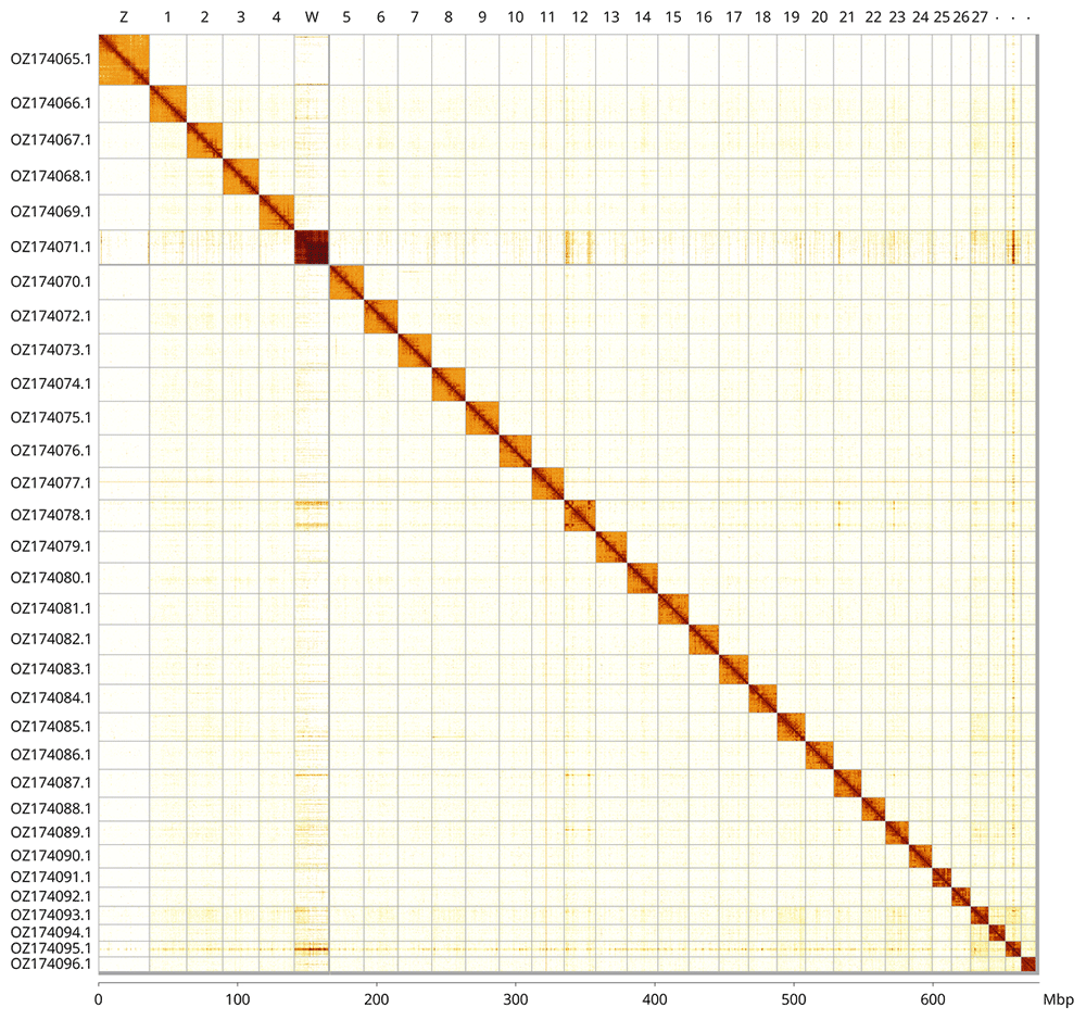 The genome sequence of the Scallop Shell... | Wellcome Open Research