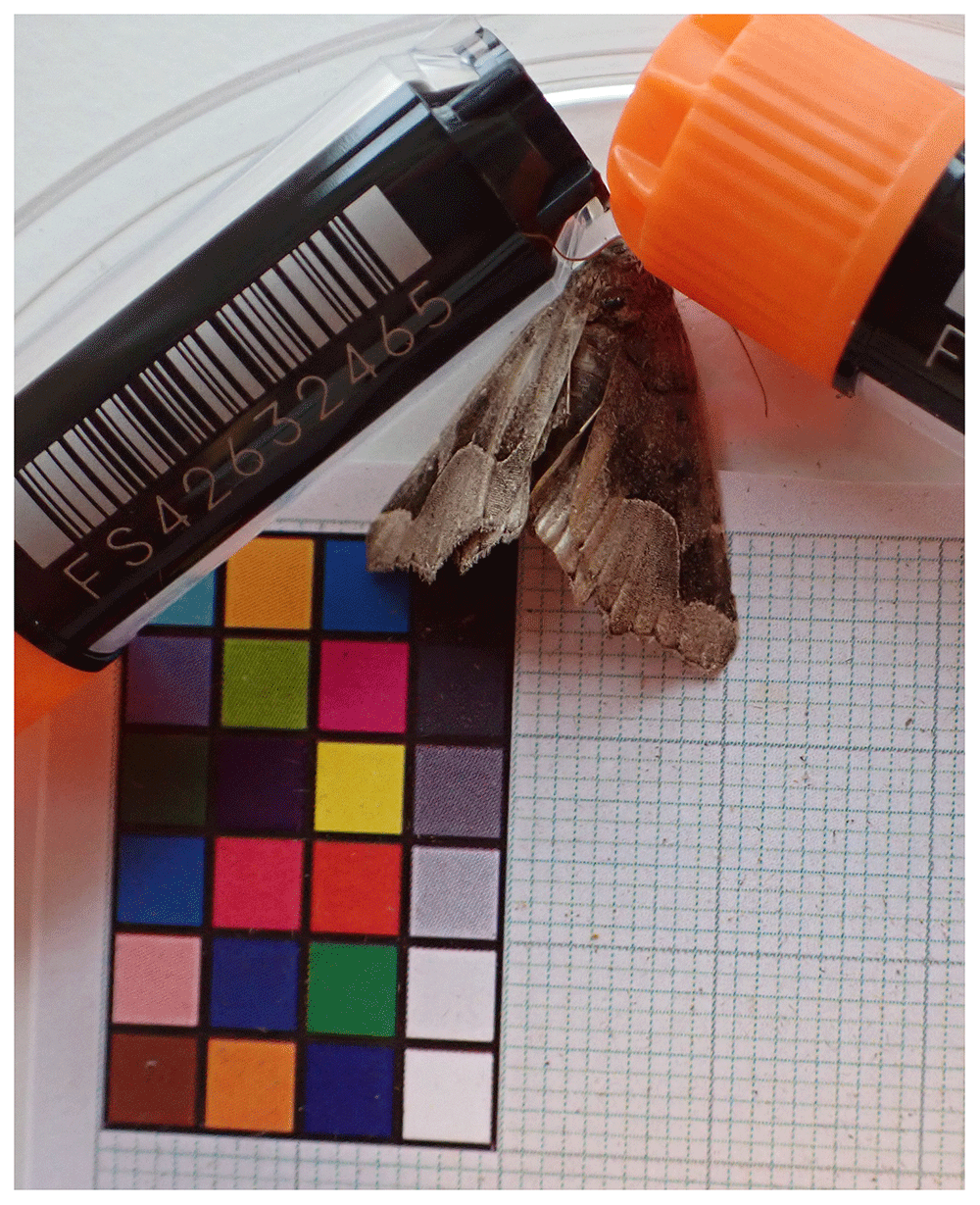 The genome sequence of Zethes insularis... | Wellcome Open Research