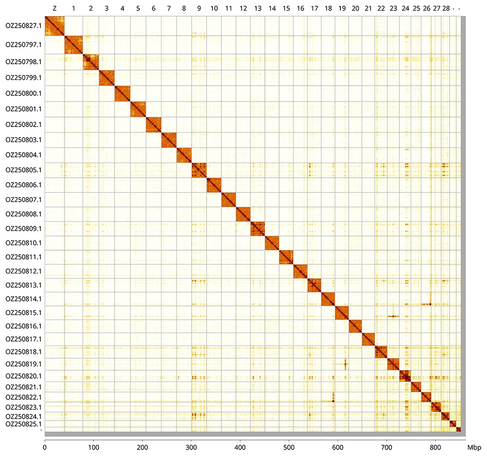 The genome sequence of Zethes insularis... | Wellcome Open Research
