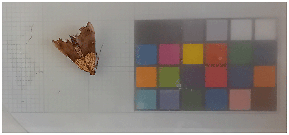 The genome sequence of the Beautiful... | Wellcome Open Research