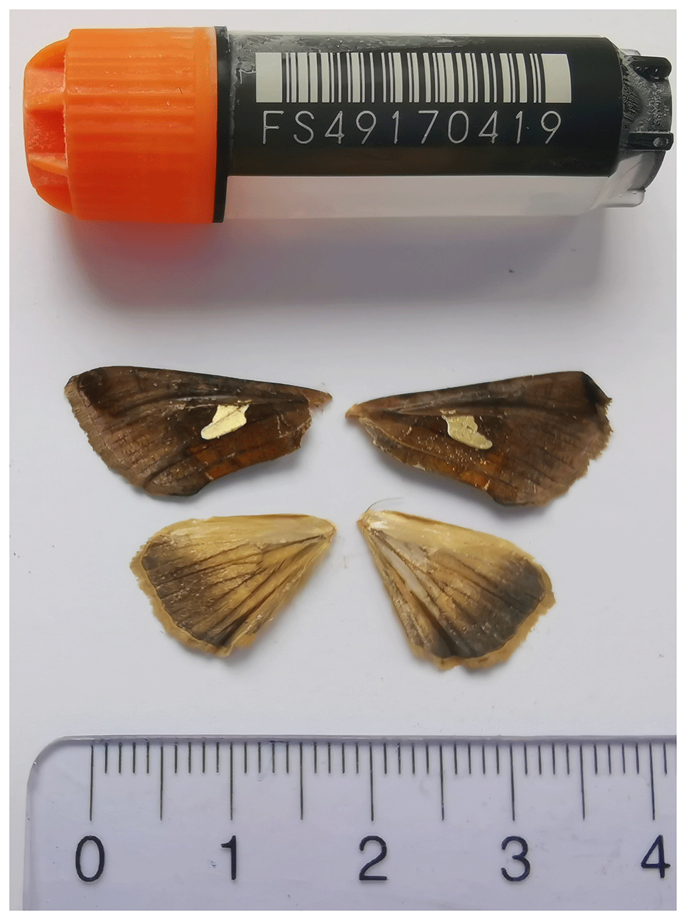 The genome sequence of the Gold Spangle,... | Wellcome Open Research