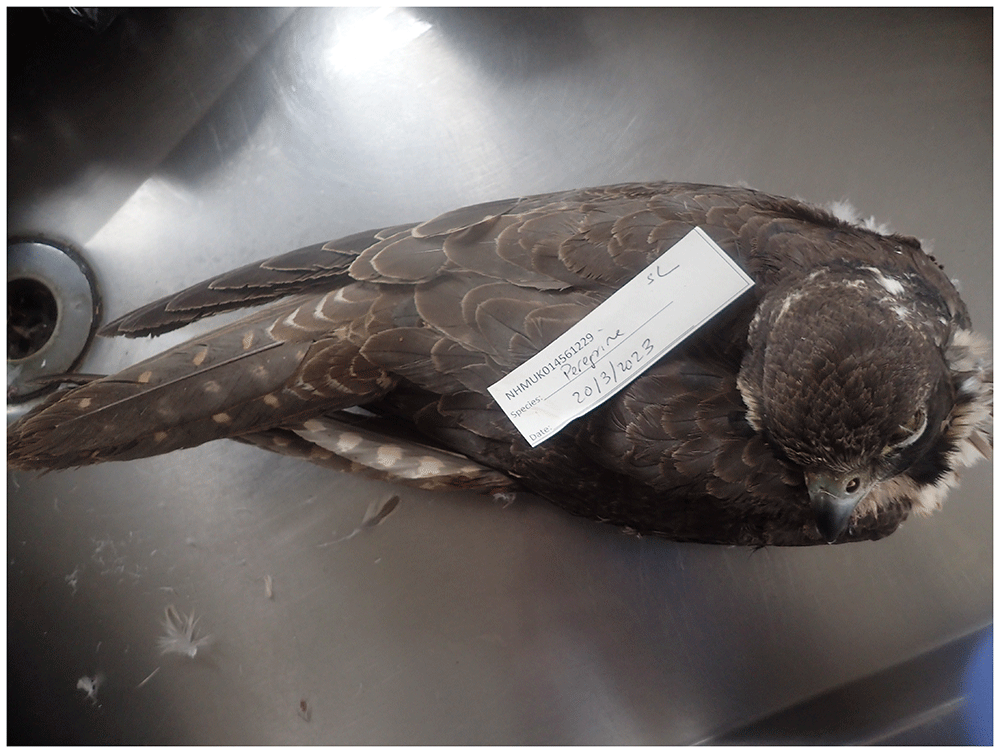 The genome sequence of the peregrine... | Wellcome Open Research